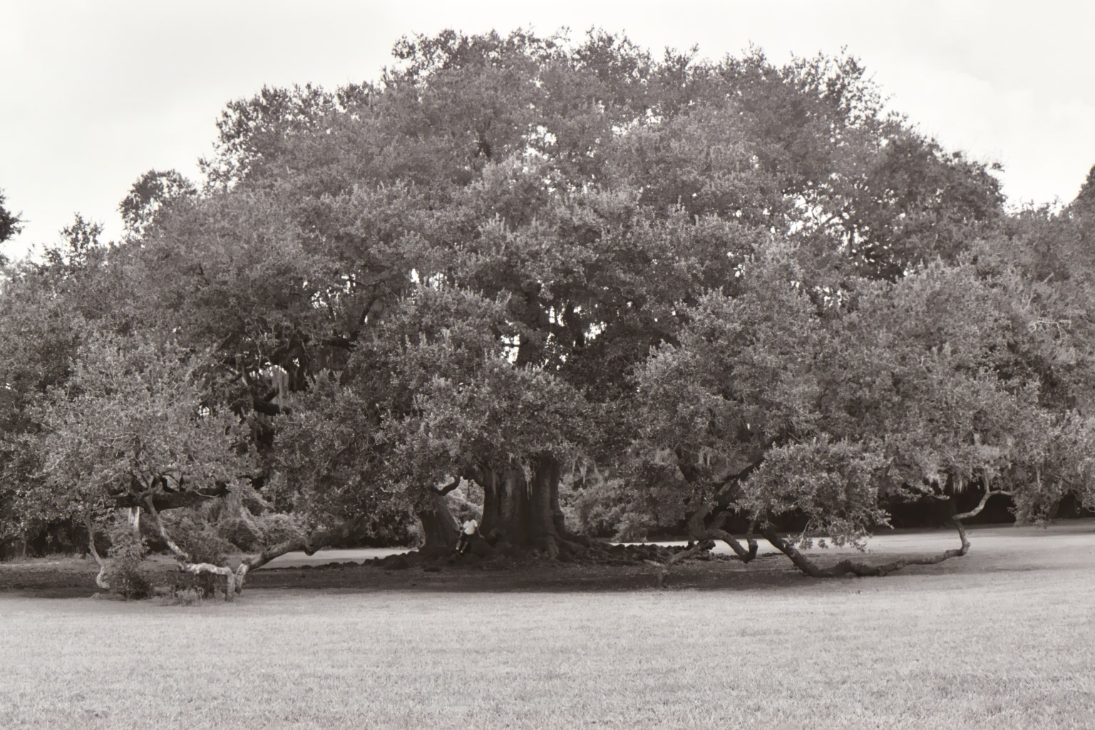 Thomas Berry and The Tree of Life | an Art Farm