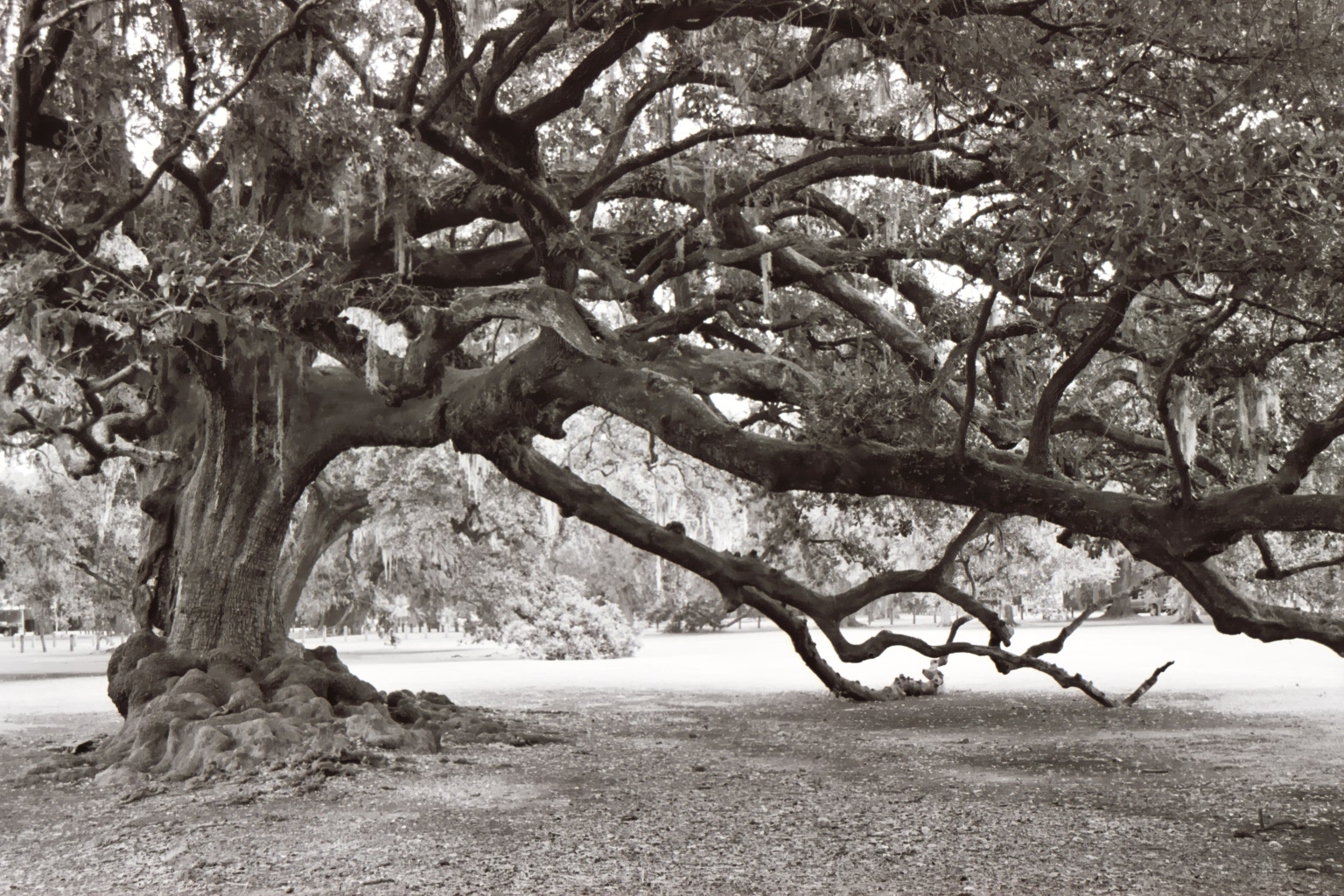 Thomas Berry and The Tree of Life | an Art Farm